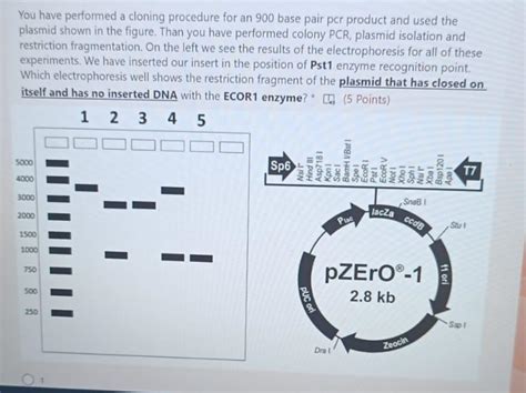 Solved You Have Performed A Cloning Procedure For An 900