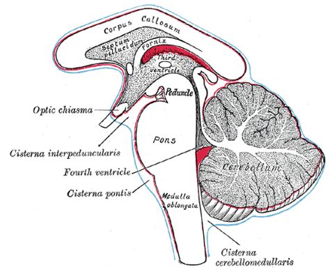 Cisterns And Ventricles Flashcards Quizlet