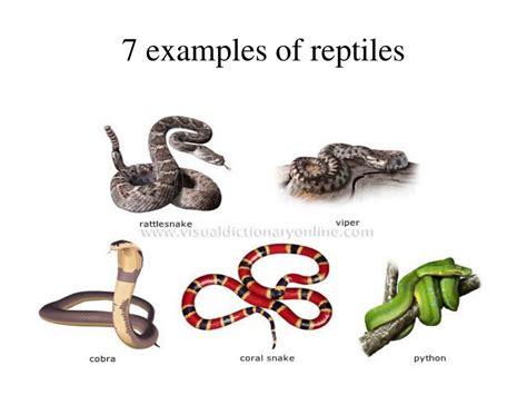 Ppt Reptiles The First Amniotes Powerpoint Presentation Free Download Id 2176436