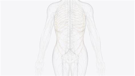 Premium Photo Branches Of Thoracic Spinal 3d