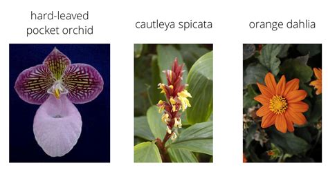 Convolutional Neural Networks In Pytorch Applied To Tackle A Flower