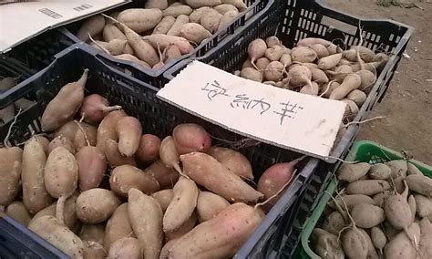 見沼野菜写真館 見沼野菜ホームページ