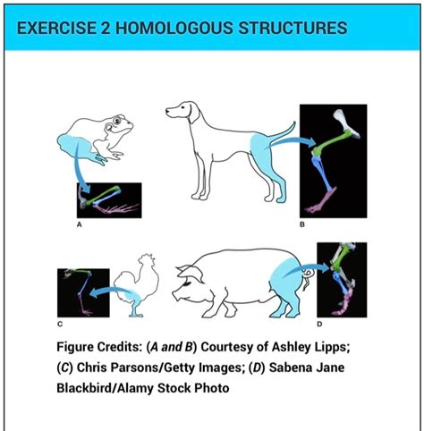 Solved Exercise 2 Homologous Structures Figure Credits A And B