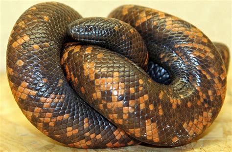 Calabar Python Facts And Pictures