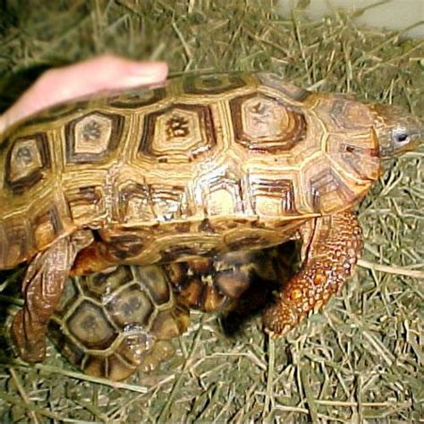Specks Hingeback Tortoise Adults