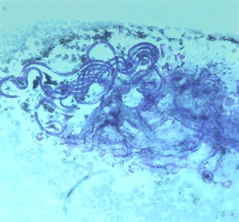 Citología E Histología Added A Citología E Histología