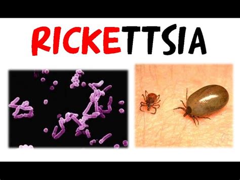 Rickettsia Life Cycle
