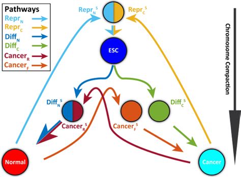 Scheme Illustrating The 6 Cell State Transition Processes Among The Download Scientific Diagram