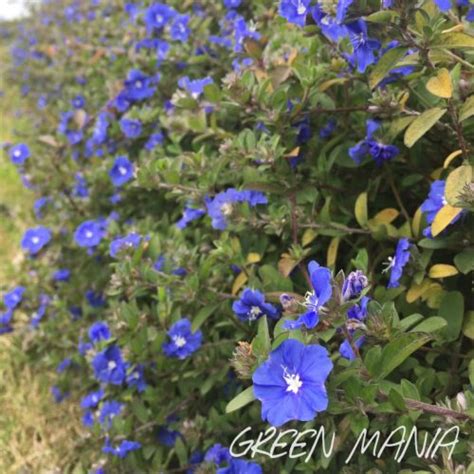 Green Mania