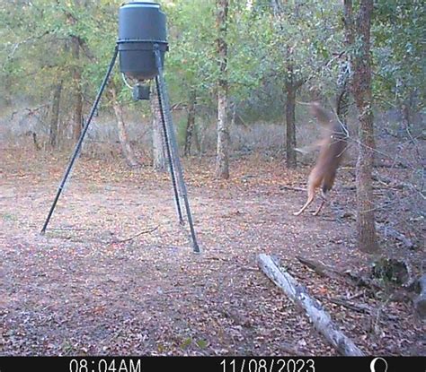 look at this shot my game camera caught hornady manufacturing inc