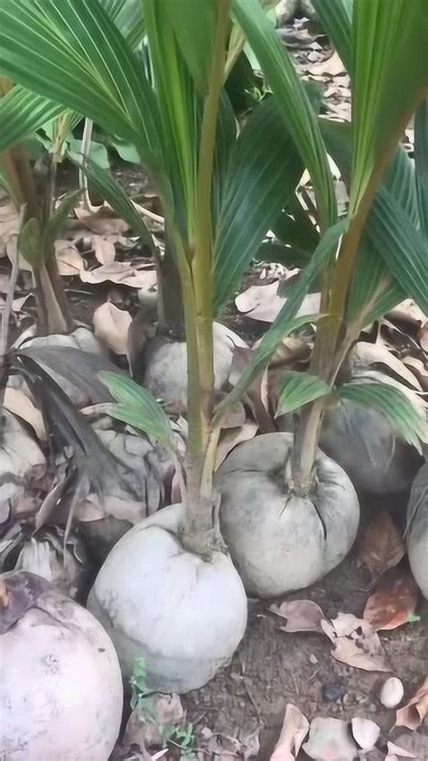 椰子没有种子怎么繁殖看完这个视频你就明白了 腾讯视频