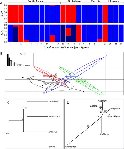 A A Grouping Pattern Revealed For Urochloa Mosambicensis By A Download Scientific Diagram