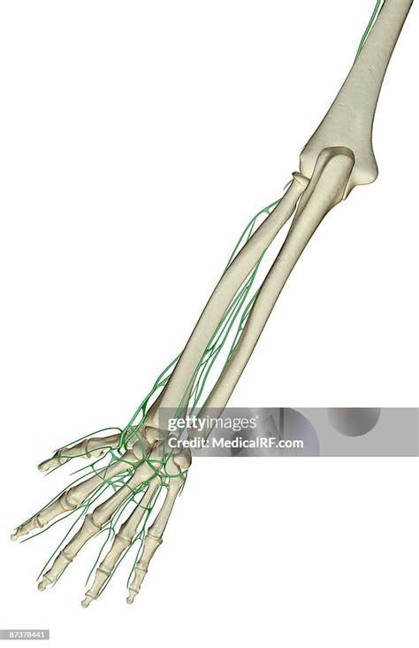 The Lymph Supply Of The Forearm High Res Vector Graphic Getty Images