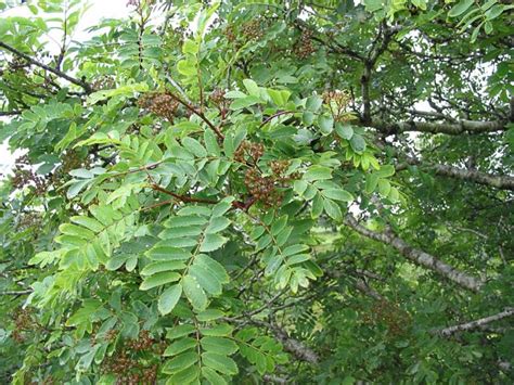 Rowan Sorbus Aucuparia How To Identify Rowan A Guide From Tcv