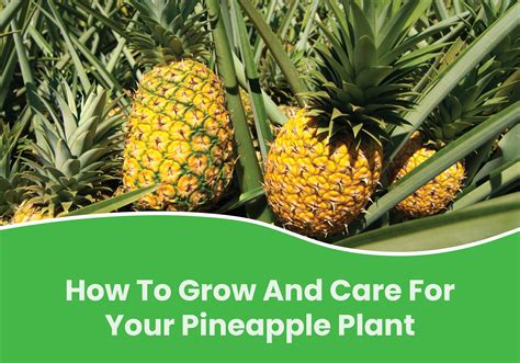 How To Fertilize A Pineapple Plant Back Gardener