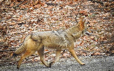 INDIANA DNR Winter Coyote Sightings Are No Cause For Alarm
