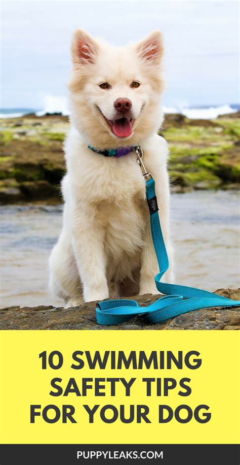 10 Swimming Safety Tips For Your Dog Tail Tales Haven