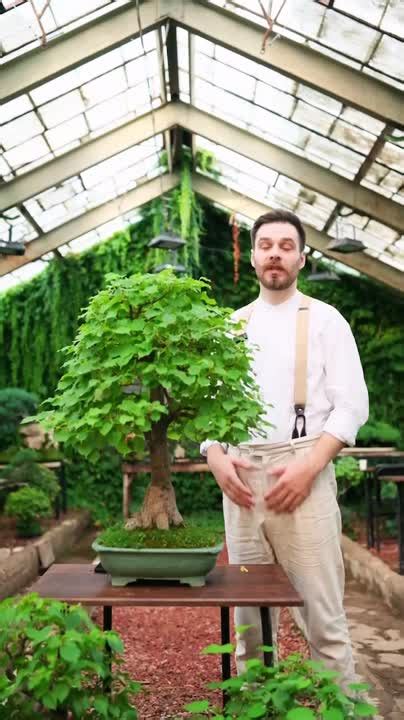 Nikoloz Meskhi On Linkedin მოკლედ ბონსაის მორწყვაზე