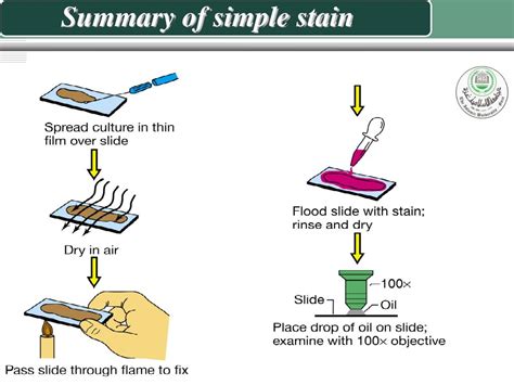 Ppt Bacterial Stains Powerpoint Presentation Free Download Id525569