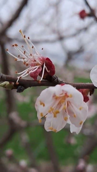 복숭아꽃이 우박에맞아서 꽃잎이 다떨어졌네요 Youtube