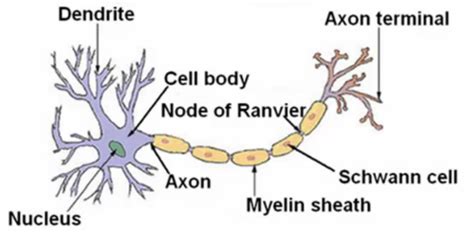08 Neural Networks Representation