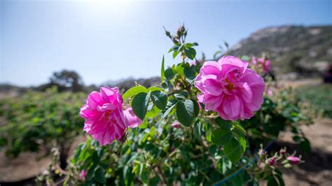 Explore Enchanting Taif Rose - lucire