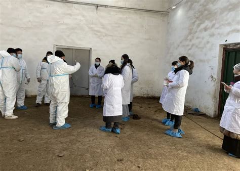 比如县圆满完成动物疫病监测与流行病学调查采样工作澎湃号·政务澎湃新闻 The Paper