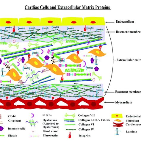Architecture Of Cardiac Ecm The Figure Shows A Model Transverse Section