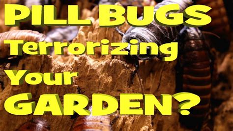How To Get Rid Of Pill Bugs In Your Vegetable Garden Fasci Garden
