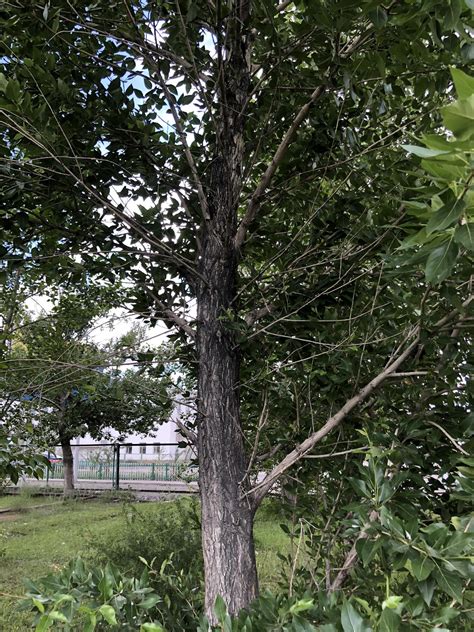 Мэдлээ Цахим контент