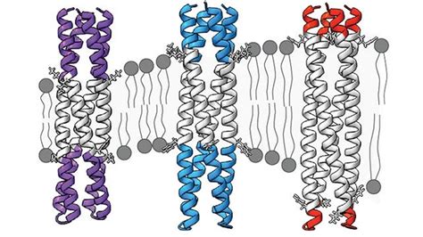 Protein Pictures Biology