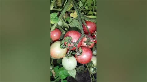 Кустовые, розовые, ранние Черри. #Черри#томаты #ранниесорта#помидоры # ...