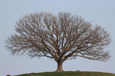 Component Store Made Smarter Inheritance For Hassle Free Crud Prateek Mishra