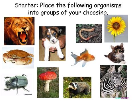 Classification And Keys