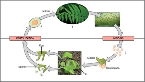 BIOL Lecture Exam Flashcards Quizlet