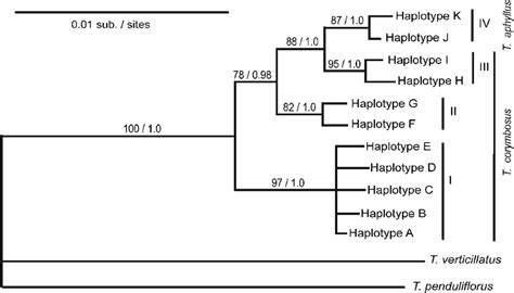 Phylogram Obtained From Maximum Parsimony Mp And Bayesian Inference Download Scientific