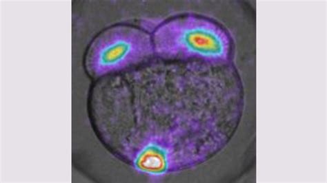 Luminescence Microscope Biomed Core Facilities I Brown University