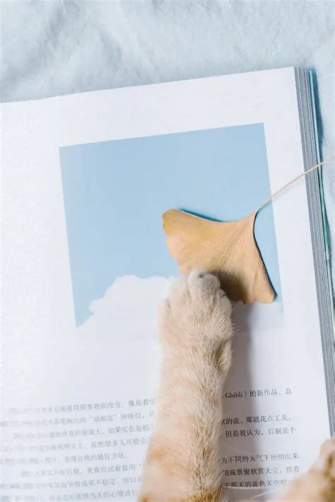 创意清新八月你好海报背景图片素材下载图片编号qjvbelpb 免抠素材网