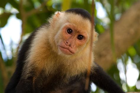mono evolucionado taringa