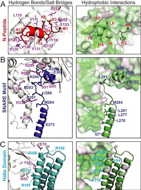 Figures And Data In The Sec1 Munc18 Protein Vps45 Holds The Qa Snare Tlg2 In An Open