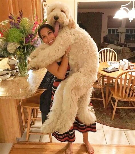 30 Hilarious Photos Of Goldendoodles Will Make You Want To Adopt Them