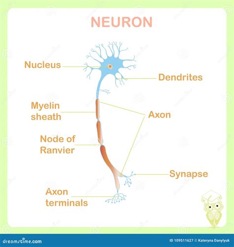 Scheme Of Typical Anatomy Neuron Structure For Babe Education Stock Vector Illustration Stock