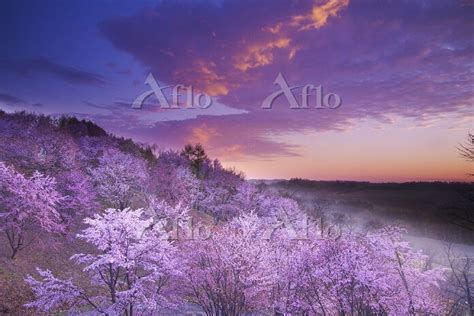 北海道 朝の深山峠の桜 25151753 の写真素材 アフロ