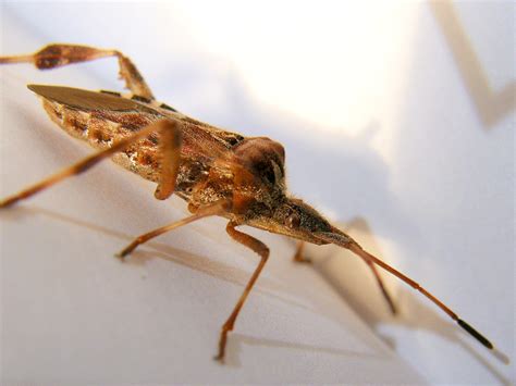 Wanderin Weeta With Waterfowl And Weeds Chocolate Bug