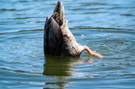 Premium Photo Duck Foraging On Lake