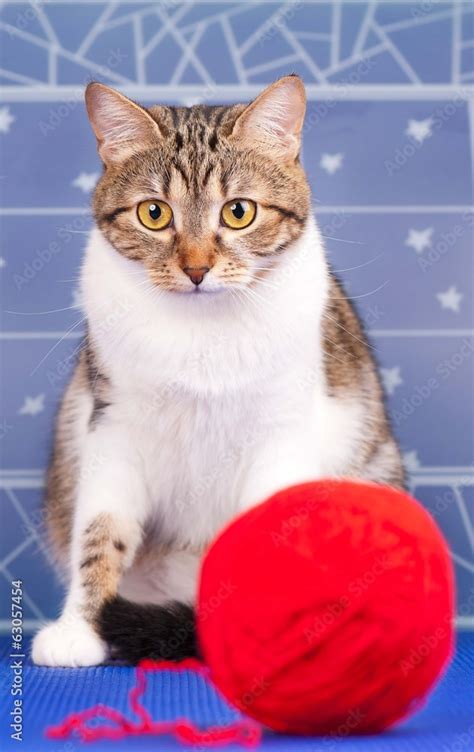 Adult Tabby Stock Photo Adobe Stock