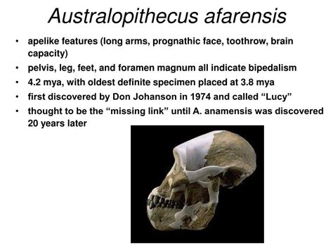 Ppt Ardipithecus Ramidus Powerpoint Presentation Id 623110