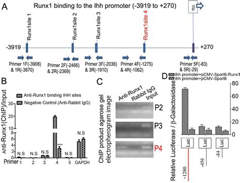 Runx1 Up Regulates Chondrocyte To Osteoblast Lineage Commitment And