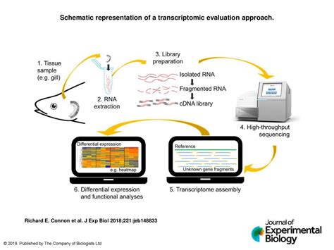 Schematic Representation Of A Transcriptomic Evaluation Approach Ppt Download