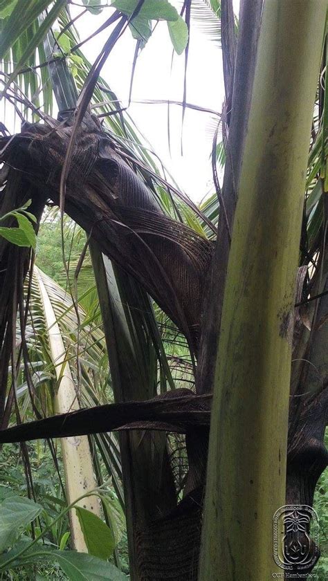 පොල් වගාවට හානි කරන දේශීය විදේශීය කෘෂිකර්ම රැකියා සමූහය